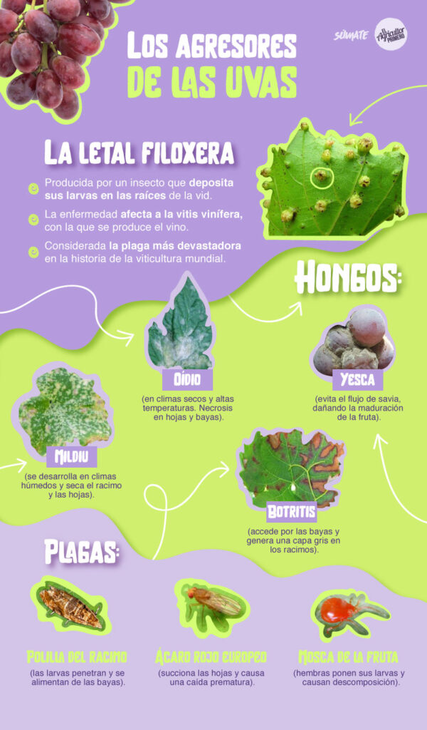 Así es la fruta del mes: uva