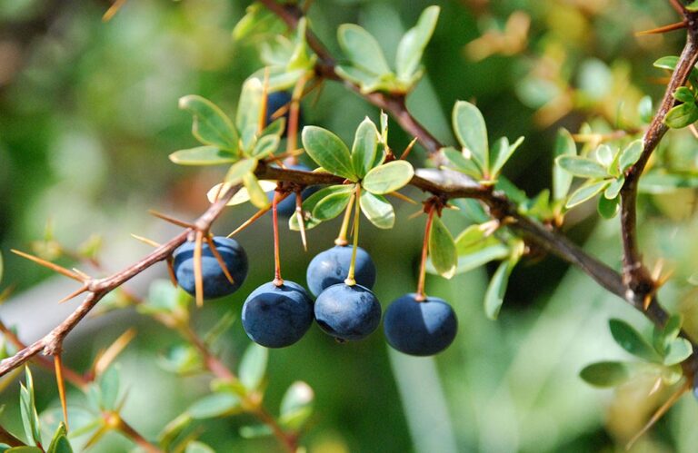 Frutas exóticas del Cono Sur